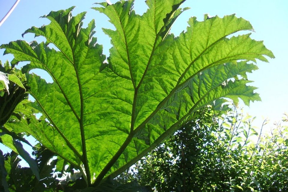 Nalca (o Pangue) - Aprende como utilizar las bondades de esta planta.