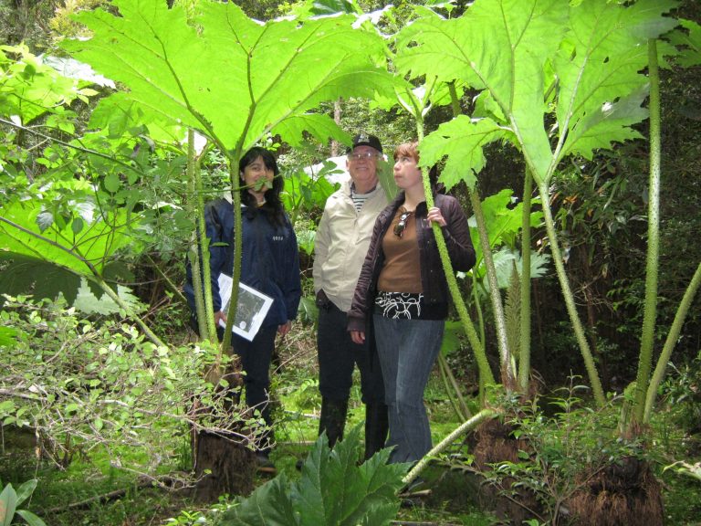 Nalca (o Pangue) - Aprende como utilizar las bondades de esta planta.